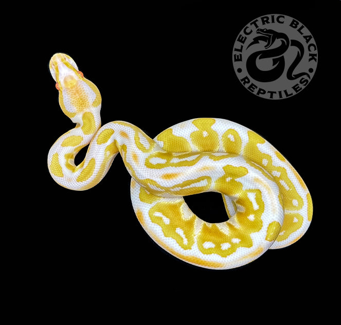 Ball Pythons – ElectricBlack
