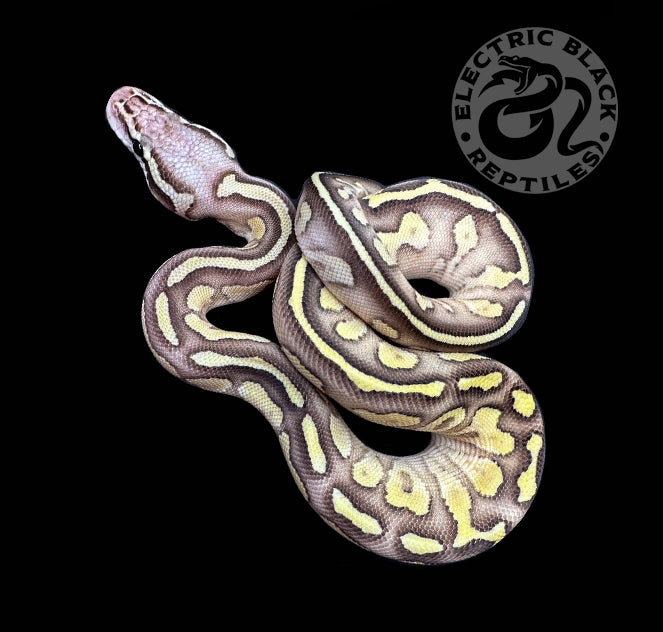 ButterFly Ball Python ♀ – ElectricBlack