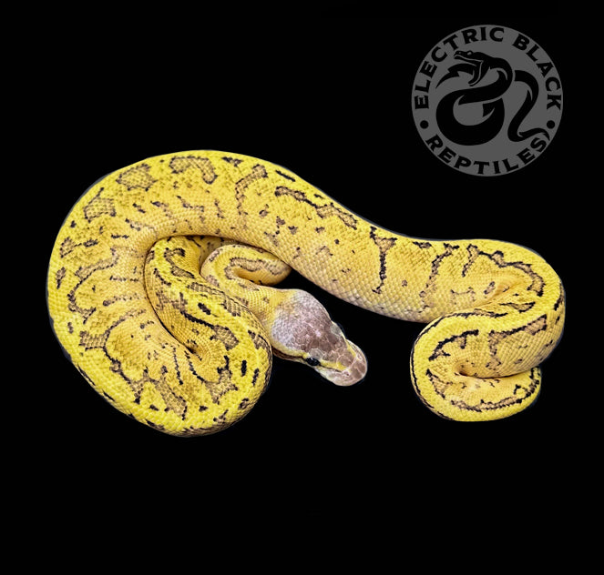 Ball Pythons – ElectricBlack