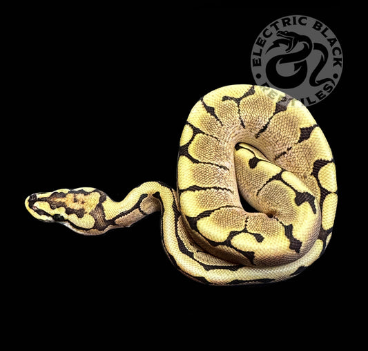 Nuclear Spinner Ball Python