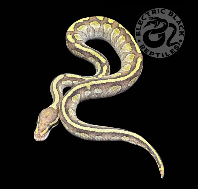 Ball Pythons – ElectricBlack