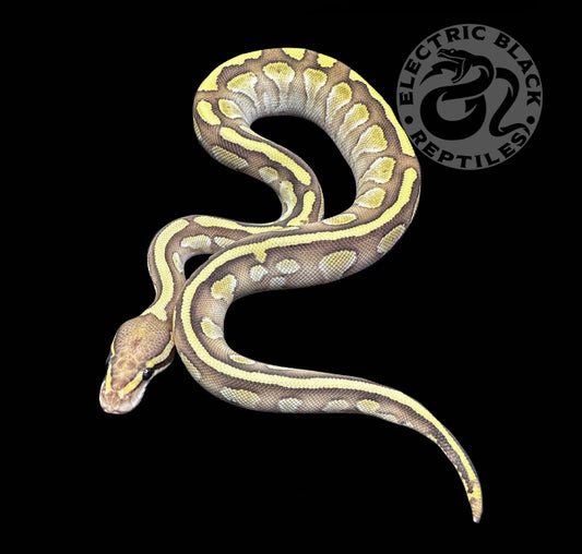 Nuclear Spinner Ball Python