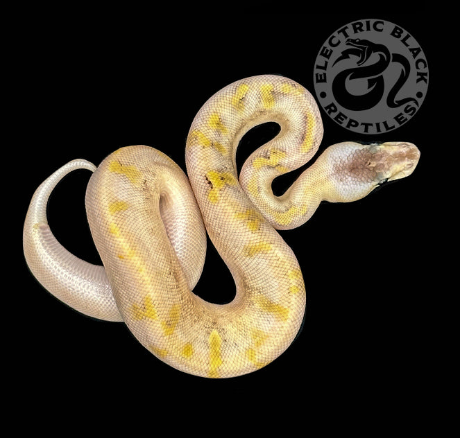 Ball Pythons – ElectricBlack