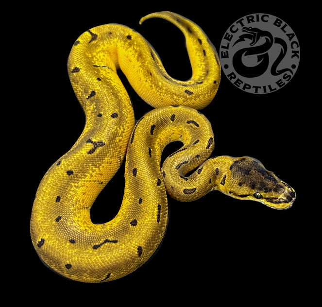 Ball Pythons – ElectricBlack