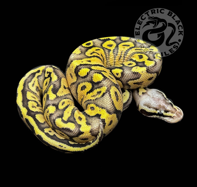 Ball Pythons – ElectricBlack