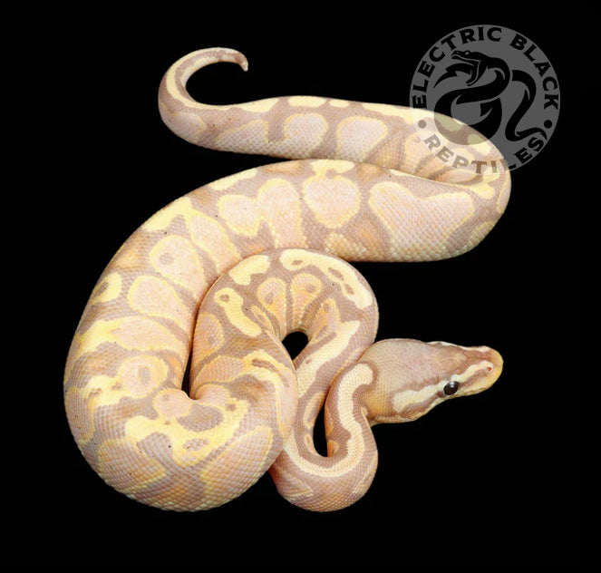 Pastel Banana Ball Python