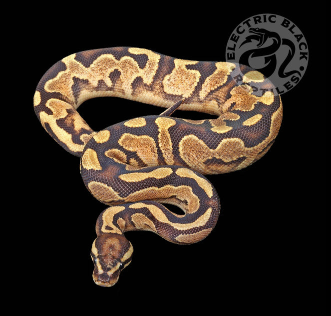 Sugar Ball Python