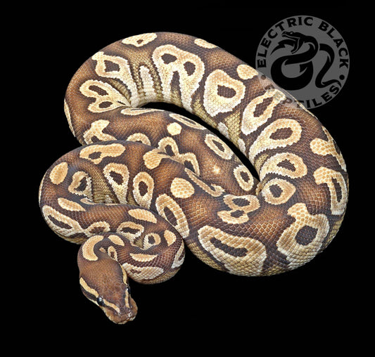 Black Pewter Ghost Ball Python