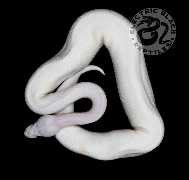 Super Fire Ball Python